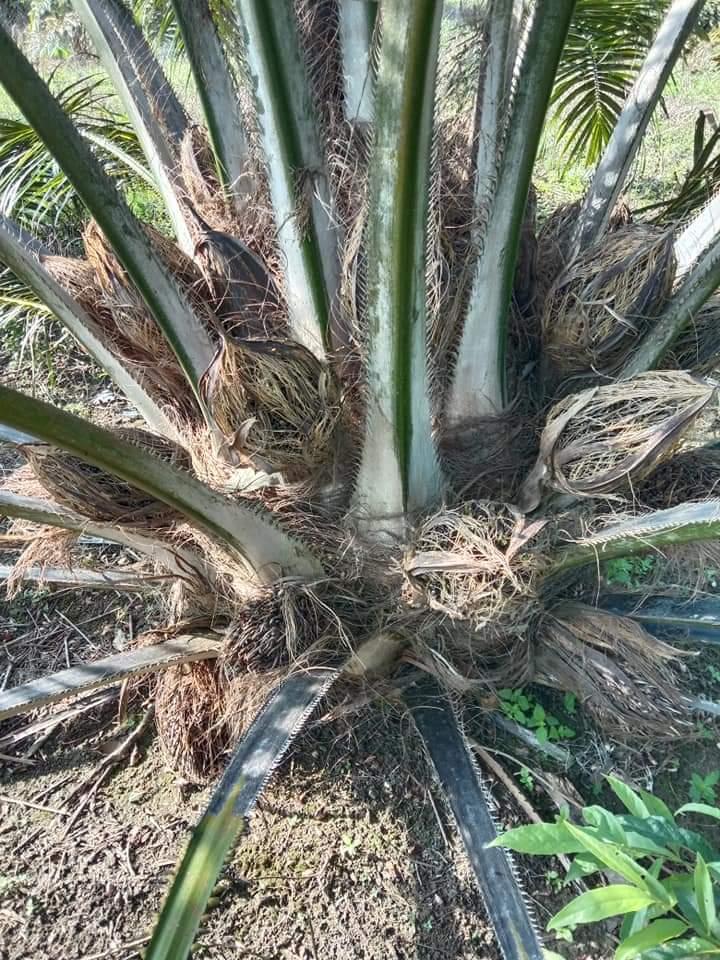 Begini Cara Merangsang Sawit Agar Berbuah Lebih Banyak - elaeis.co