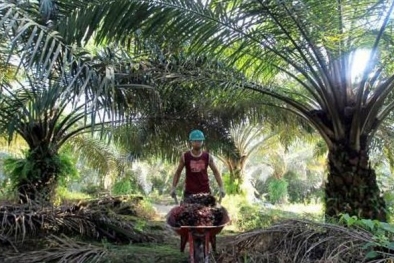 Begini Sejarah Awal Kebun Sawit di Riau Menurut Peneliti IPB - elaeis.co