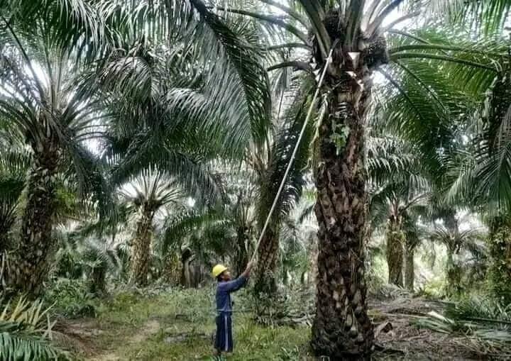 Ini Target Sinar Mas Terkait Petani Sawit dan NDPE di 4 Provinsi pada ...