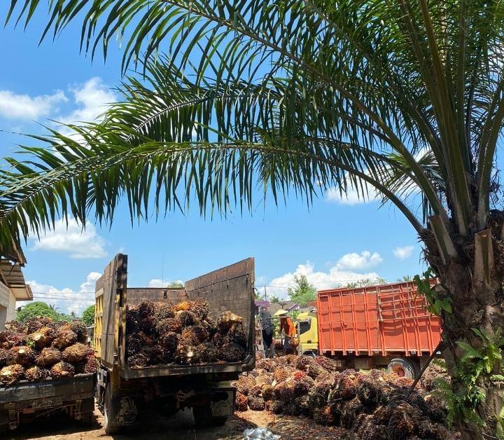 Harga TBS Sawit Swadaya di Aceh Timur Anjlok Rp 250Kg - elaeis.co
