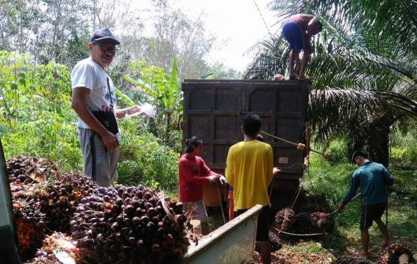 Joss..., Harga TBS Sawit di Babel Naik Jadi Rp 3.264Kg - elaeis.co
