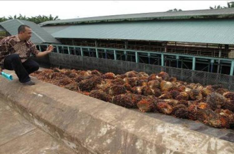287 Perusahaan Sawit di Kaltim, Baru 80 Gabung di GAPKI - elaeis.co