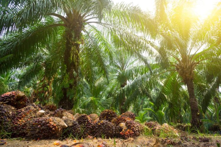 Tahun 2026 Sawit Indonesia Ditantang Produktif Tanpa Ekspansi Lahan ...