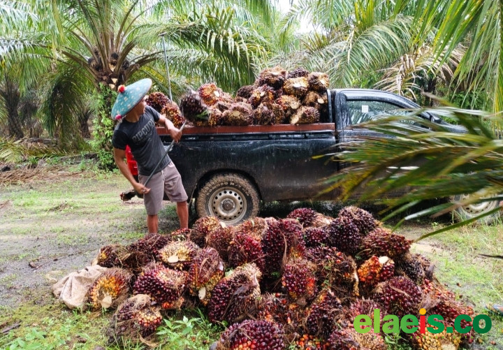 Sawit Swadaya di Sumut Rata-Rata Dibeli Rp3.000kg-Rp3.340kg - elaeis.co